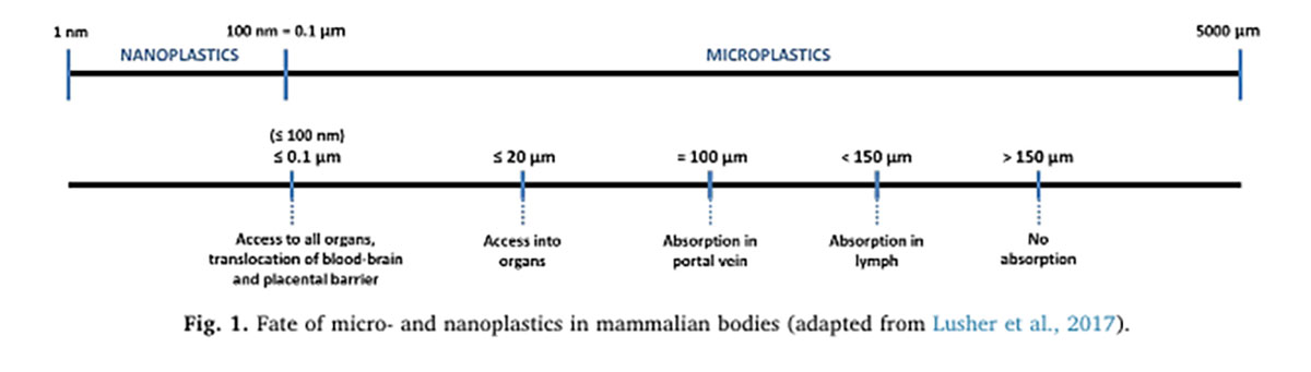 Exposure to microplastics through our cosmetics - Beat the Microbead